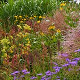 Persicaria amplexicaulis 'Firetail' | Bistorta amplexicaulis 'Firetail ...