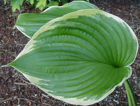 Hosta 'Leading Lady' | | plant lust