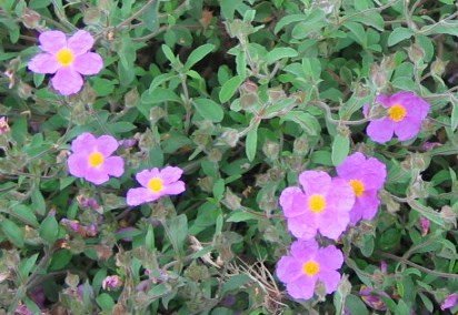 Cistus creticus ssp. eriocephalus 'Lasca Select' | Cistus incanus ...
