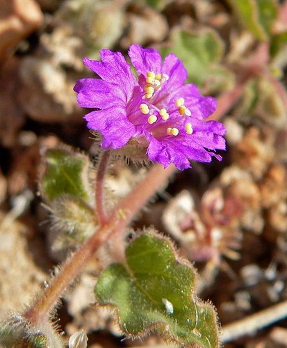 Allionia incarnata | Trailing Four O'Clock, | Trailing Windmills ...