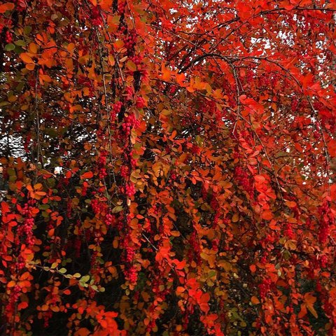 Berberis jamesiana 'Exuberant' | Exuberant Barberry | plant lust