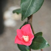 Camellia japonica 'Bobbie Fain Variegated' | Camellia japonica 'Bobby ...