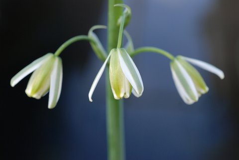 Albuca maxima | plant lust