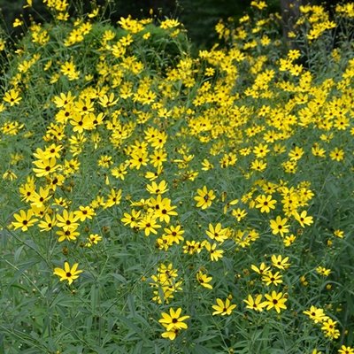 Coreopsis tripteris 'Gold Standard' | Gold Standard Coreopsis | Tall ...