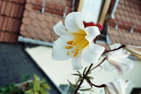 Lilium leucanthum | Chinese Trumpet Lily | Wild Lily | plant lust