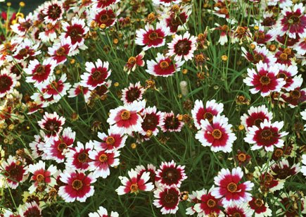 Coreopsis 'Fruit Punch' PP22487 | Fruit Punch Hybrid Tickseed | plant lust