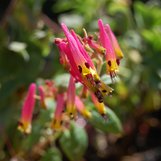 Cuphea cyanea | Cuphea cyanea subsp. hirtella | Cuphea cyanea var ...