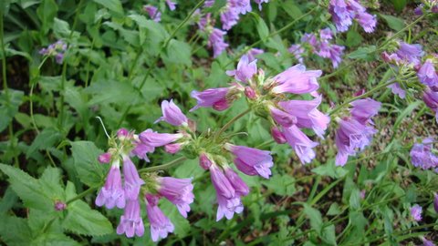 Penstemon venustus | Beautiful Penstemon | Blue Mt. Penstemon | Lovely ...