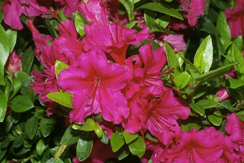 Belfair Dwarf Evergreen Azalea | Azalea hybrid 'Belfair' | plant lust