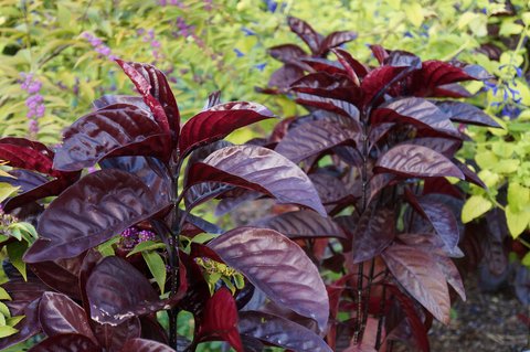 Pseuderanthemum carruthersii var. atropurpureum 'Rubrum' | Eranthemum ...