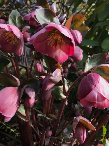 Helleborus x hybridus 'Ruby Wine' (Winter Jewel Series) | Helleborus ...