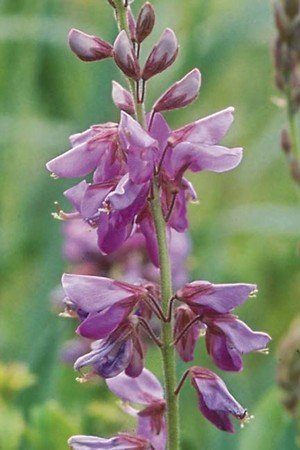 Desmodium canadense | Hedysarum canadense | Beggar-Lice | Beggar-Ticks ...