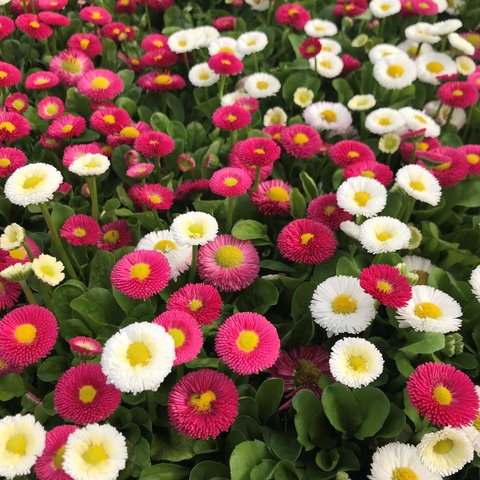 Bellis perennis Speedstar® Mix | | plant lust