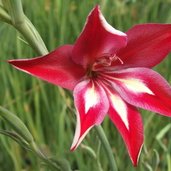 Gladiolus 'Lucky Star' | Lucky Star Gladiolus | plant lust