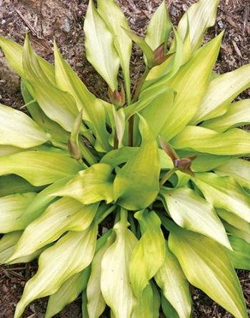 Hosta 'Pot of Gold' | plant lust