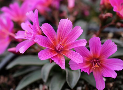 Lewisia 'Little Raspberry' | Lewisia longipetala 'Little Raspberry ...