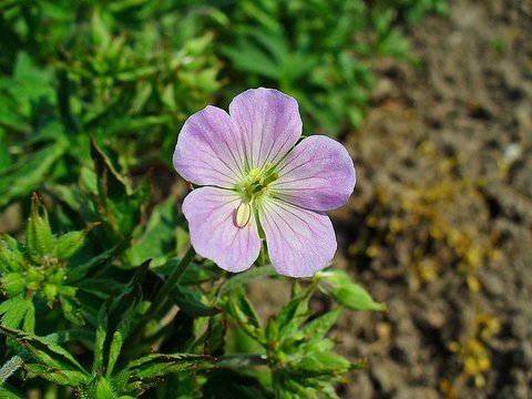 Geranium maculatum | Spotted Cranesbill | Wild Cranesbill | Wild ...