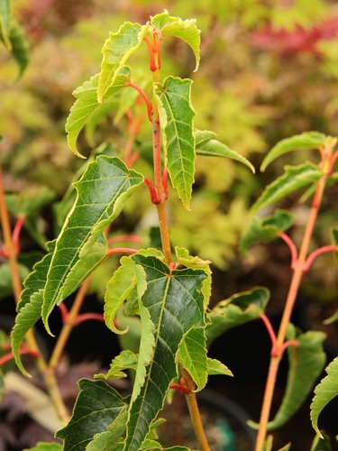 Acer pectinatum ssp. forestii 'Alice' | | plant lust