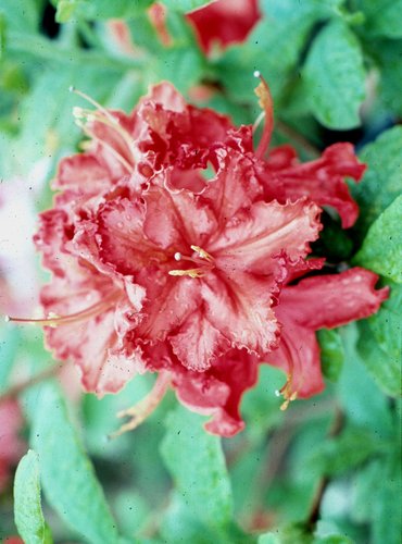 King's Red Azalea | Azalea 'King's Red' | plant lust