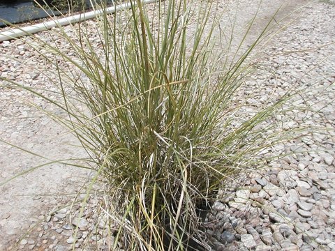 Muhlenbergia emersleyi | Muhlenbergia emersylii | Bull Muhly | plant lust