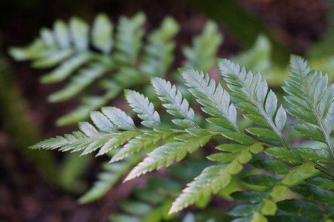 Rumohra adiantiformis | Leather Leaf Fern | plant lust