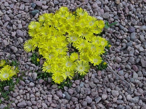 Delosperma basuticum | White-eyed Ice Plant | plant lust