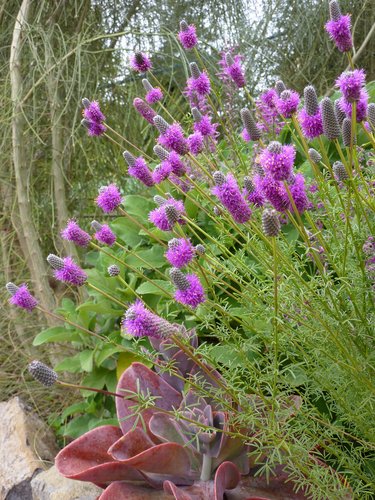 Dalea purpurea | Dalea gatingeri | Dalea purpureum | Petalostemon ...