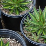 Agave lophantha 'Splendida' | Agave univittata 'Splendida' | Splendida ...