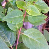 Decumaria barbara 'Vickie' | Climbing Hydrangea | Woodvamp | plant lust