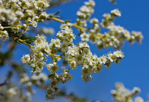 Adenostoma fasciculatum | Chamise | plant lust