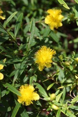 Hypericum densiflorum 'Creel's Gold' | Hypericum densiflorum 'Creels ...