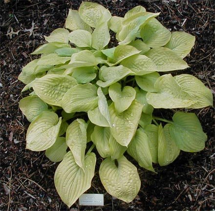 Hosta 'Fragrant Gold' | | plant lust