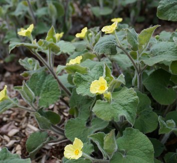 Saruma from multiple nurseries on Plant Lust