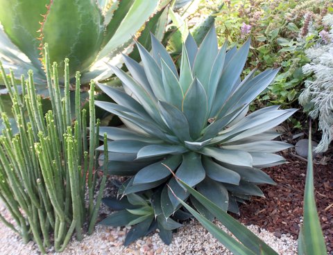 Agave 'Red Margin' | | plant lust