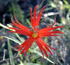 Silene laciniata | Cardinal Catchfly | Fringed Indian Pink | Indian ...