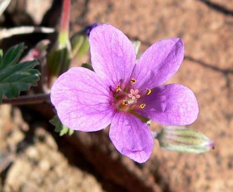 Erodium texanum | Desert Stork's-Bill | Heron's Bill | Texas Stork's ...