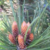 Pinus heldreichii 'Compact Gem' | Pinus leucodermis 'Compact Gem ...