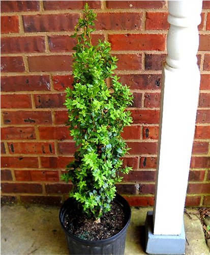 Buxus sempervirens 'Dee Runk' | Dee Runk Boxwood | plant lust