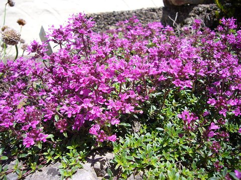 Thymus Coccineus Group | Thymus 'Red Creeping' | Thymus praecox ...