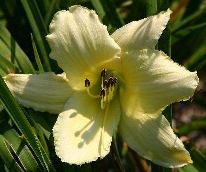 Hemerocallis 'Chateau Lafite' | Chateau Lafite Daylily | plant lust