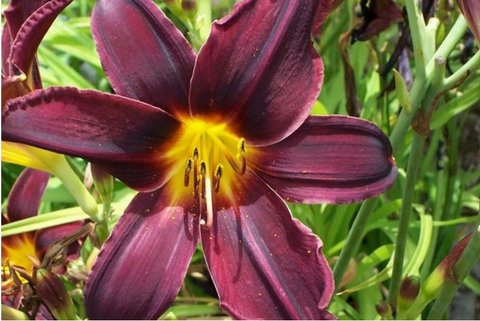 Hemerocallis 'Firelight' | | plant lust