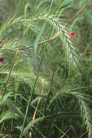 Elymus virginicus | Virginia Wild Rye | plant lust