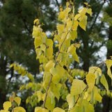 Betula pendula 'Golden Cloud' | Golden Cloud Birch | Golden Cloud ...