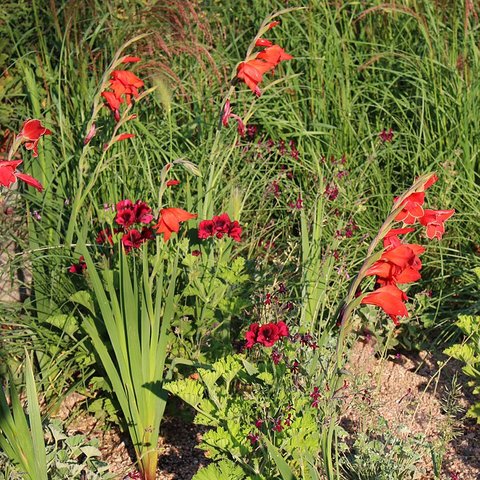 Gladiolus 'Atom' | Gladiolus Hybrid 'Atom' | Gladiolus nana x hybrid ...