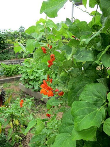 Scarlet Runner Bean | Phaseolus multiflorus | plant lust
