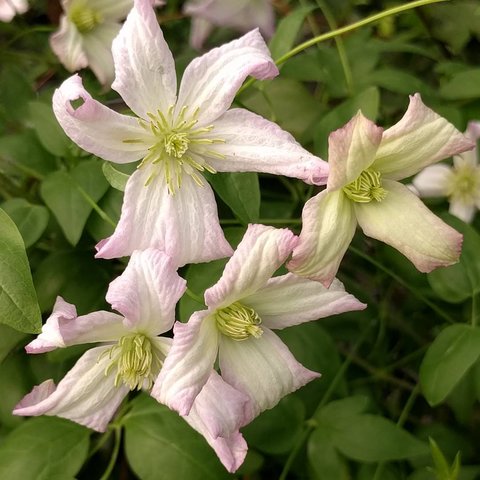 Clematis 'Little Nell' | | plant lust