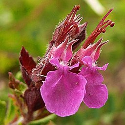 Teucrium chamaedrys 'Nanum' | Teucrium chaemadrys compactum | plant lust