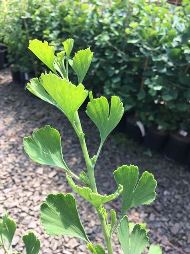Ginkgo biloba 'Folkert's Select' | Folkert's Select Ginkgo | plant lust