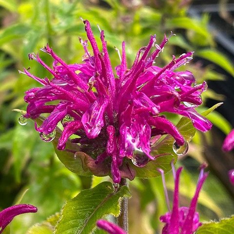 Monarda Sugar Buzz® 'Grape Gumball' PP27498 | Monarda Sugar Buzz 'Grape ...