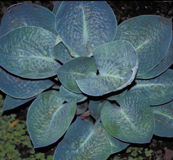 Sebright Gardens - plant lust